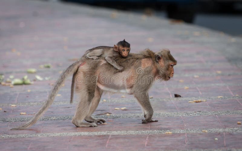 Street Monkey with Monkey Baby. Stock Image - Image of nature, concrete ...