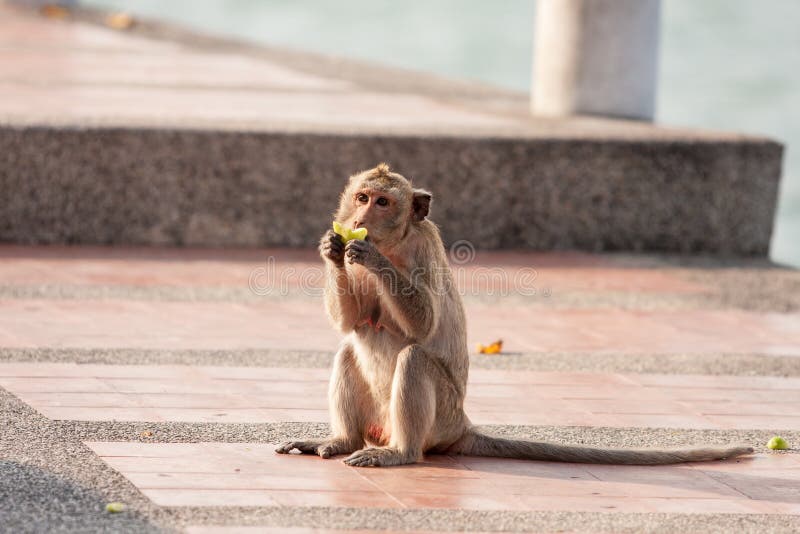 Street monkey. stock image. Image of cute, destination - 83684311
