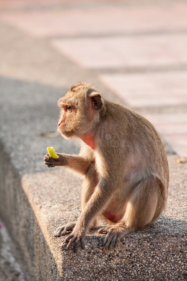 Street monkey. stock image. Image of cute, destination - 83684311