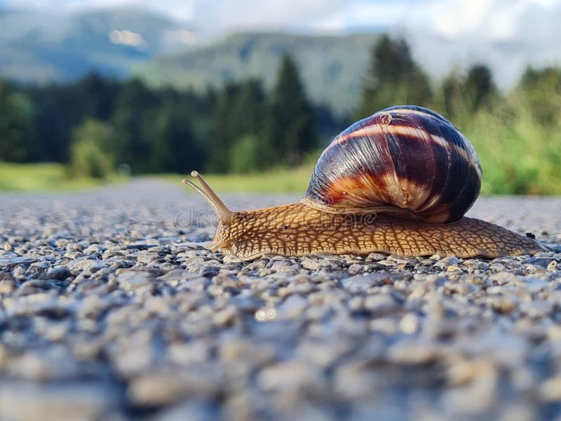 Street mountain snail stock photo. Image of insect, plant - 270975490
