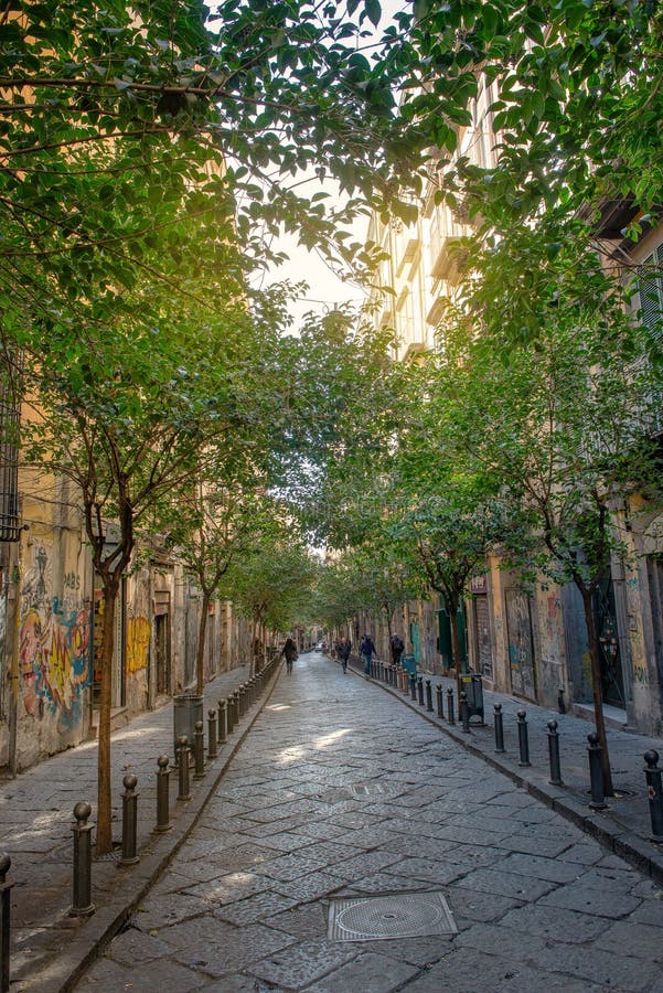 Tree canopy street stock image. Image of road, pedestrian - 195357391
