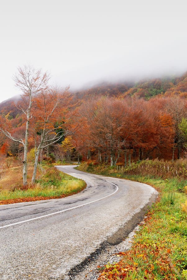 Street in natural park stock photo. Image of foliage - 29487078