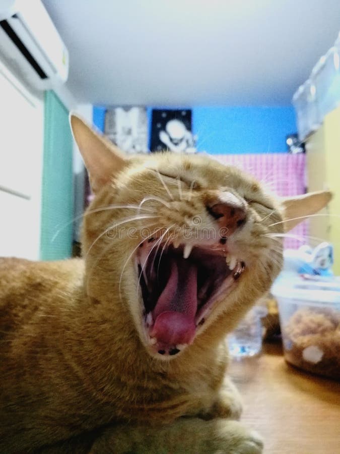 Mad stock photo. Image of street, angry, orange - 101949178