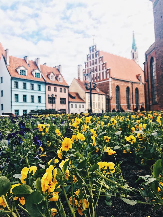 Street stock image. Image of flowers, architecture, outdoor - 116739009