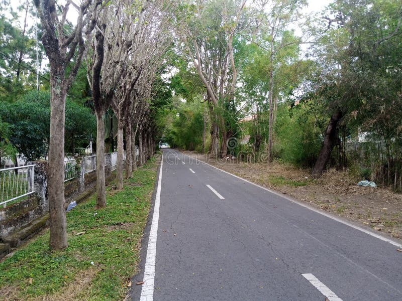 Street Photography, Empty Road, Beautiful Tree Street Stock Image ...