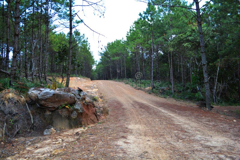 Street on Pine forest stock image. Image of summer, scene - 47571975