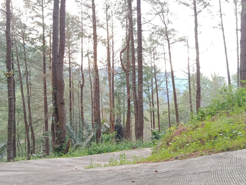 Street Pine Tree Mount View Stock Photo - Image of street, pine: 225497704