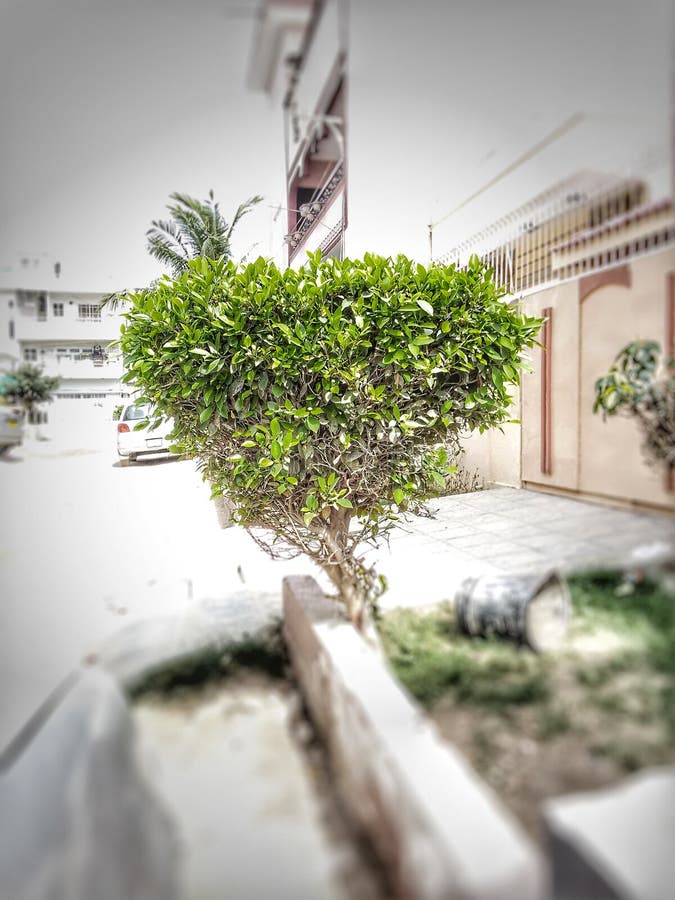 Street Plant stock photo. Image of green, plant, scene - 85470606