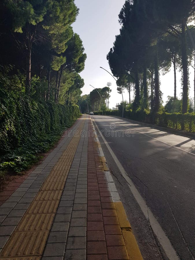 Street, Plant, Trees, Nature, Turkey Stock Image - Image of street ...
