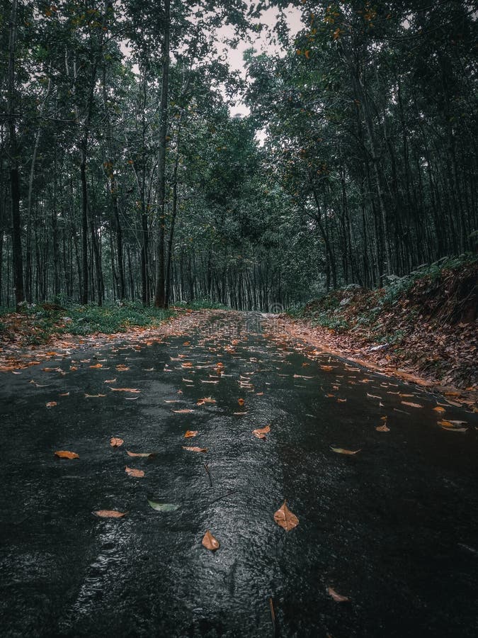 Street Rain Tree Wet Fall Nature Forest Stock Photo - Image of tree ...