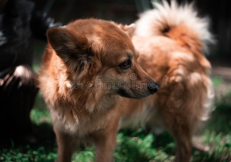 Street red dog stock image. Image of street, fluffy - 247073045