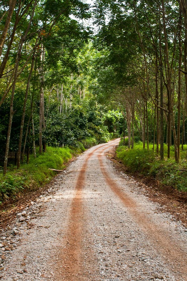 Windy Costa Rica road stock photo. Image of green, backroad - 15996414