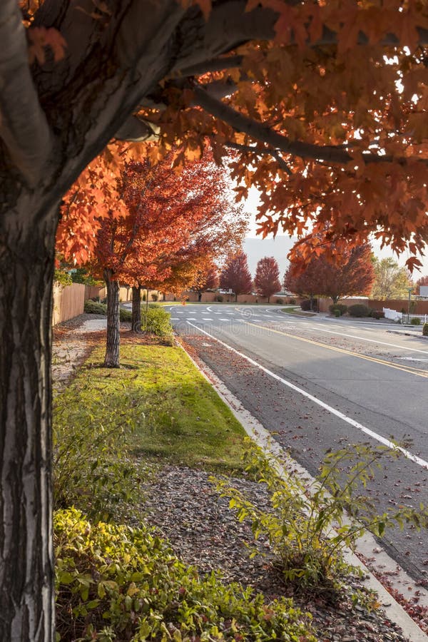 Street Running through a Tree Lined Area with Crosswalks and Sidewalks ...