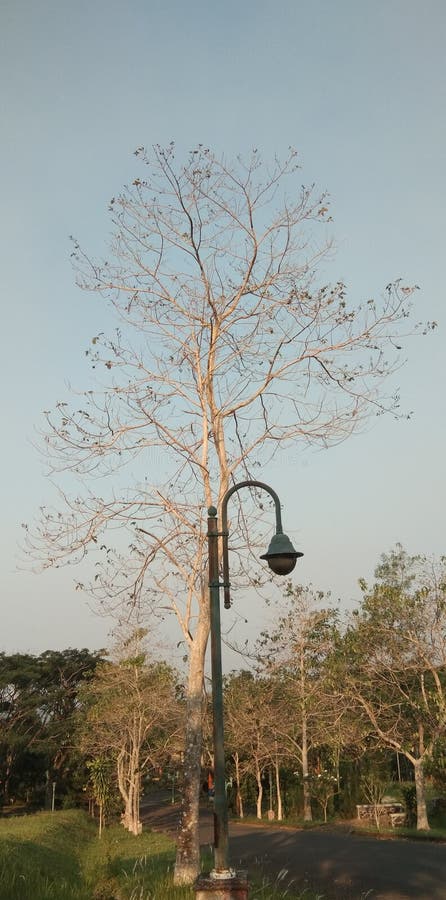 Street Scenery Decorated with Trees and Street Lights Stock Photo ...