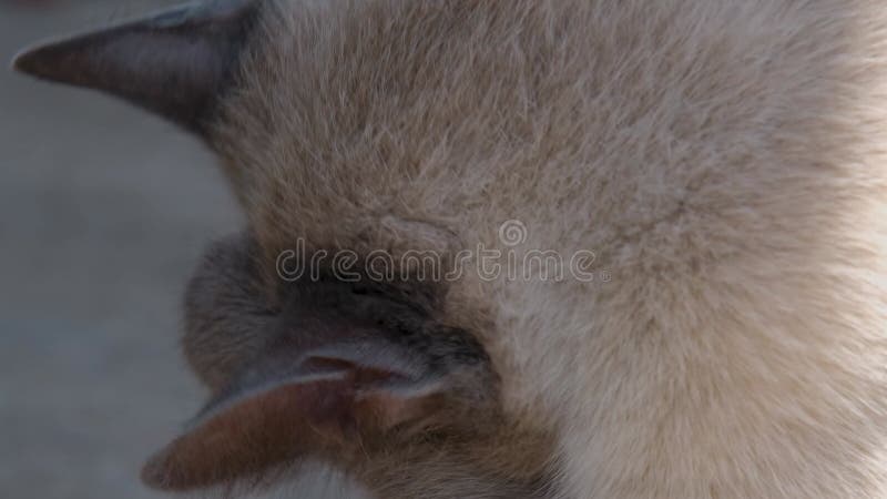 The Muzzle of a Siamese Cat Close-up. Stock Video - Video of happy ...