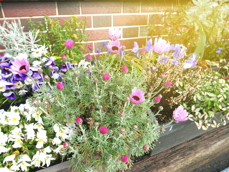 Street side flower bed stock image. Image of path, flower - 93094221