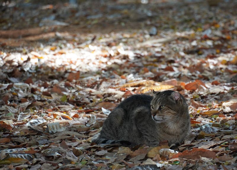 Street Stray Cats. a Vagrant Cat is Sitting on the Leaves Stock Image ...