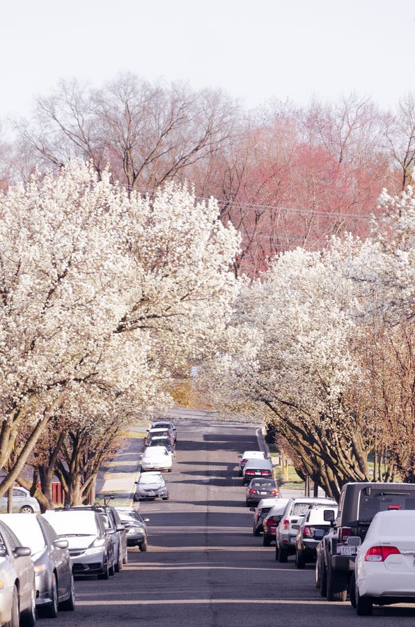 A Street Surrounded by Pink and White Blooming Trees Editorial Photo ...