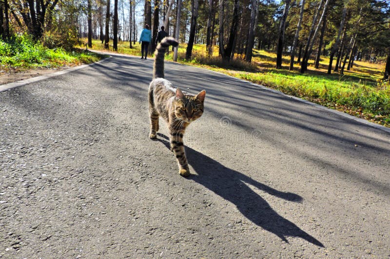 Street Tabby Cat and Long Shadow on the Road Stock Image - Image of ...