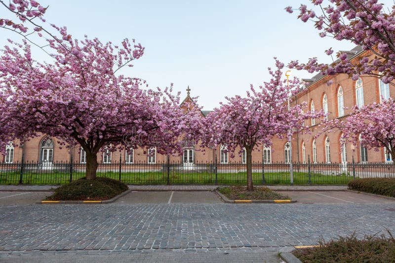 In this Street There are Rows of Japanese Cherry Trees Stock Photo ...