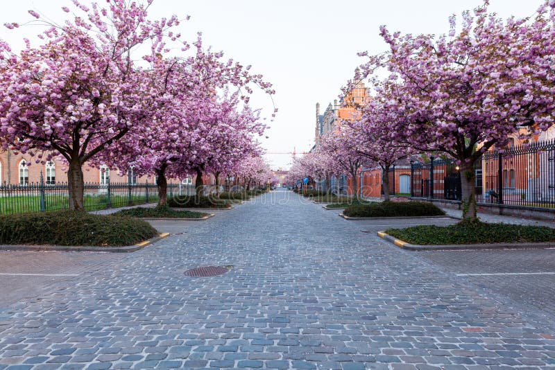 In this Street There are Rows of Japanese Cherry Trees Stock Image ...