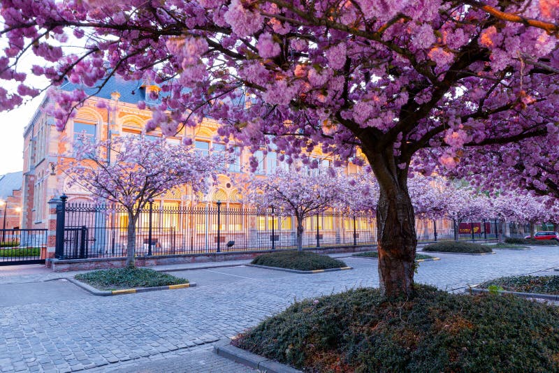 In this Street There are Rows of Japanese Cherry Trees Stock Photo ...