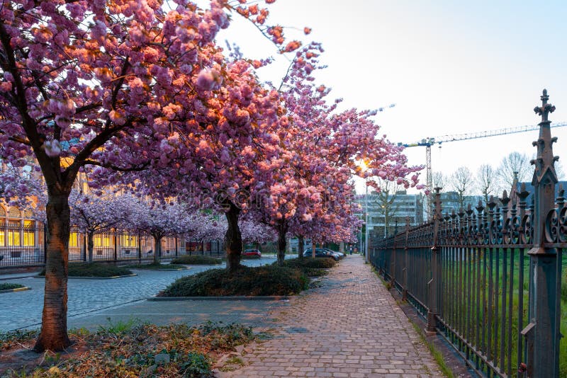In this Street There are Rows of Japanese Cherry Trees Stock Image ...