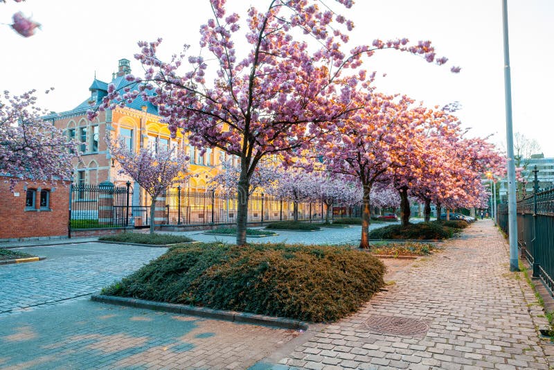 In this Street There are Rows of Japanese Cherry Trees Stock Image ...