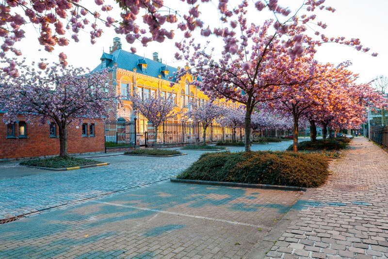 In this Street There are Rows of Japanese Cherry Trees Stock Photo ...