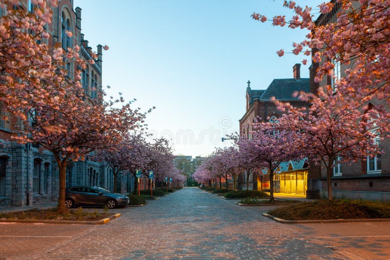 In this Street There are Rows of Japanese Cherry Trees Stock Photo ...