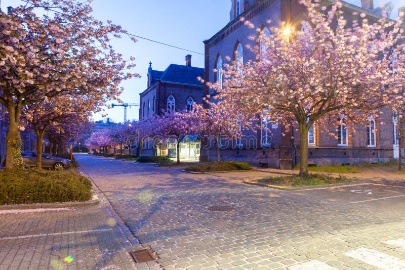 In this Street There are Rows of Japanese Cherry Trees Stock Photo ...