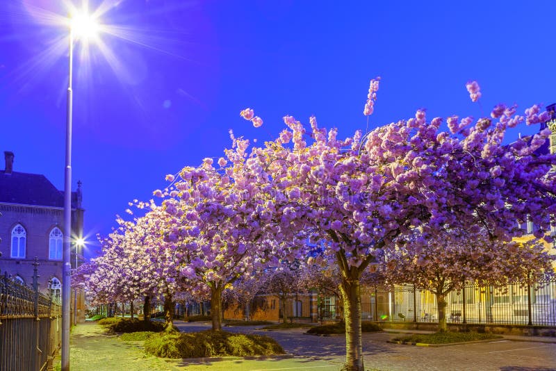 In this Street There are Rows of Japanese Cherry Trees Stock Photo ...