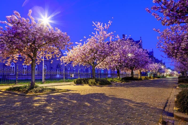 In this Street There are Rows of Japanese Cherry Trees Stock Photo ...