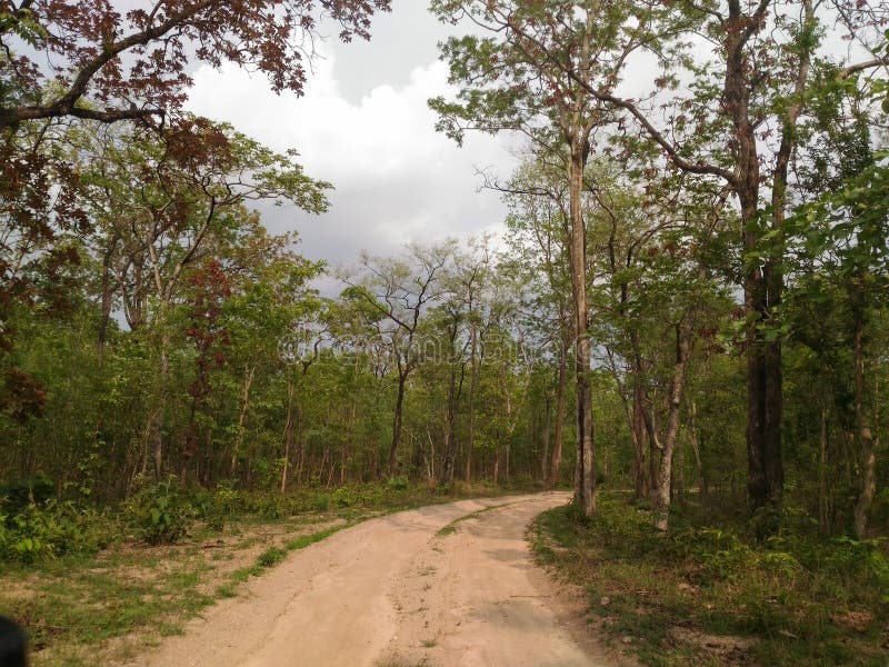 Street stock photo. Image of soil, nature, path, greenery - 95180062