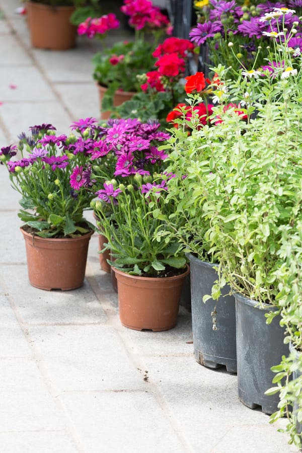 Street Trade in Various Plants Stock Image - Image of plant, business ...