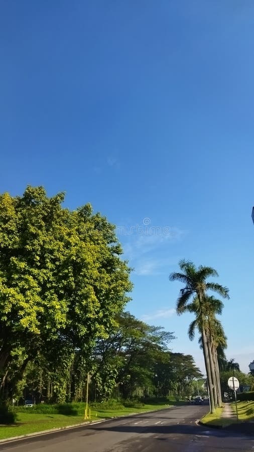 Street with Tree and Clear Sky Stock Photo - Image of lawn, branch ...
