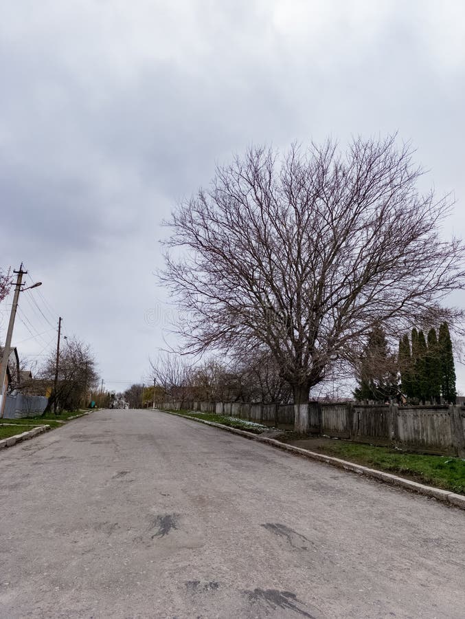 A Street with a Tree in the Middle of it Stock Image - Image of ...