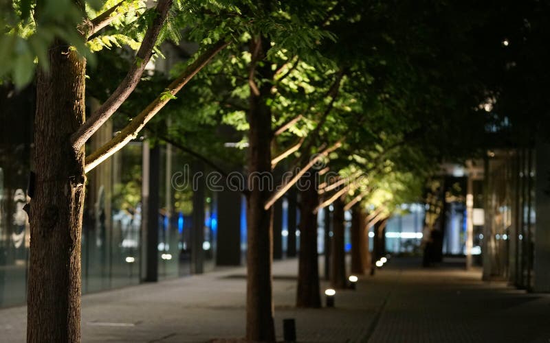 Street tree stock image. Image of trees, tree, view - 259494105