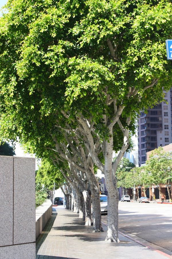 Cartier store editorial stock photo. Image of industry - 21218213