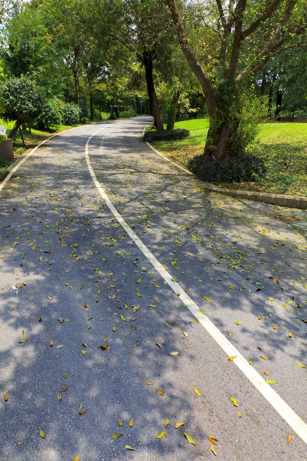 Street Trees. Picture Image: 21264555