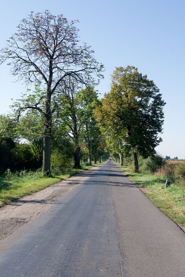 Street trees stock image. Image of walking, trees, wood - 60030381