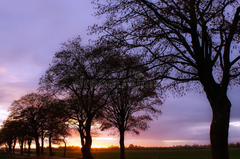 Street an Trees at Beautiful Sunset in Winter Stock Photo - Image of ...