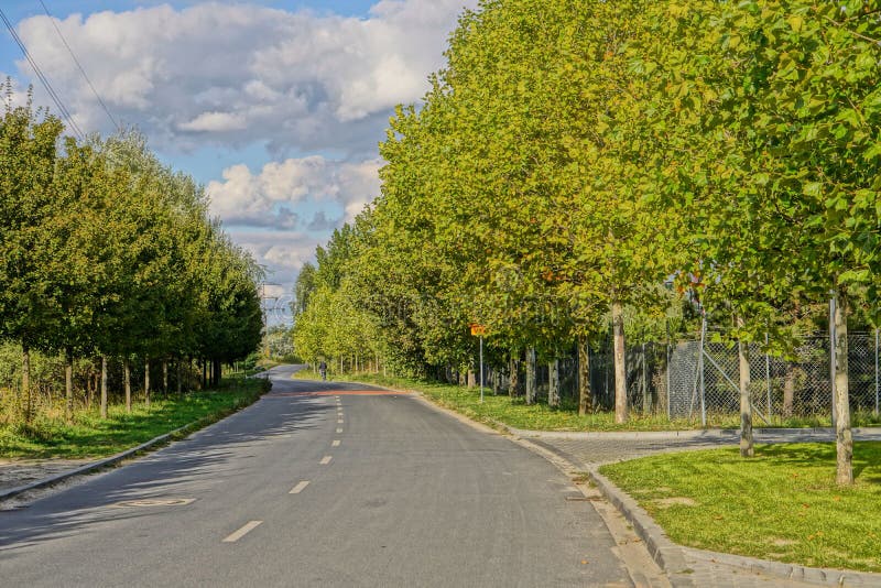 Street between Trees in the Daytime Stock Image - Image of asphalt ...