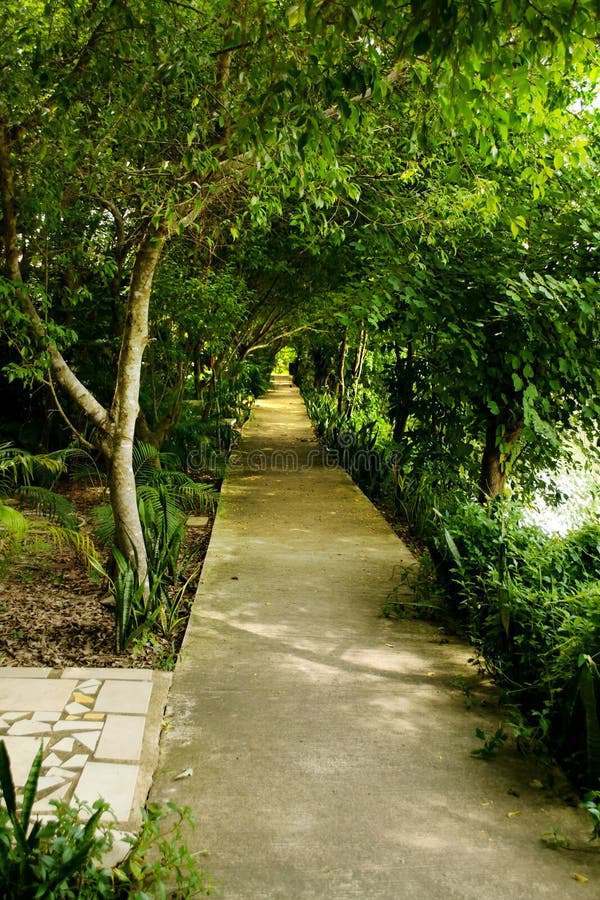 Street trees stock image. Image of sunlight, natural - 38117243