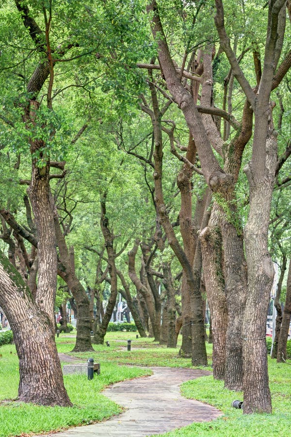 Pedestrian Walkway For Exercise Lined Up With Beautiful Tall Trees ...