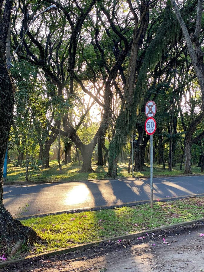 A Beautiful Morning Sun Behind Trees and a Calm Street Stock Photo ...