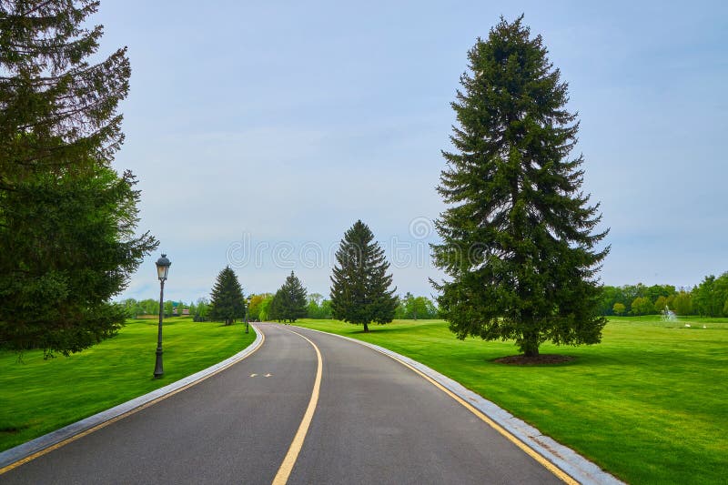 Street with Trees Trunk Along the Way, Summer Landscape View with a Row ...
