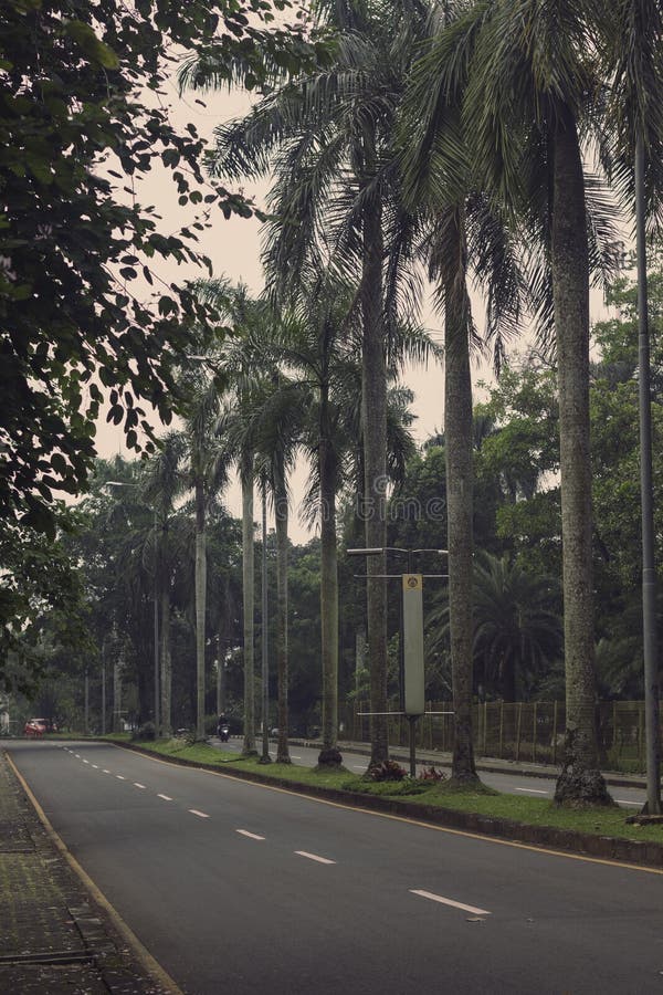 Palm trees on the street stock image. Image of views - 292966341
