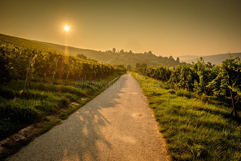 Street in Vineyard with Sun and Back Lit Stock Image - Image of summer ...