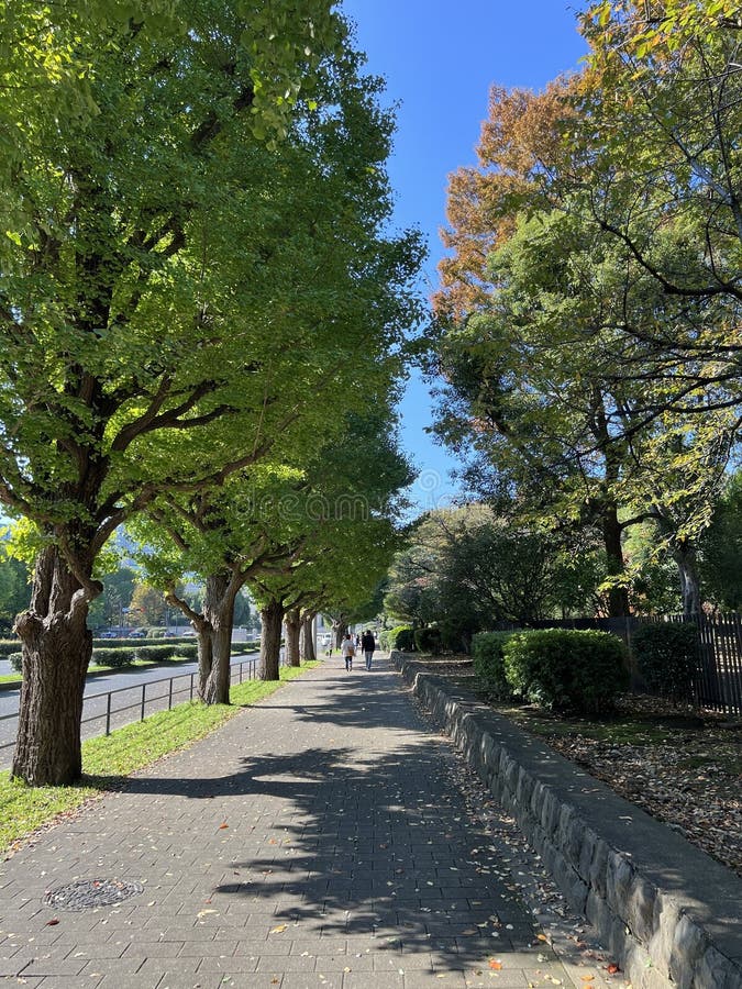 Street Walk Accompanied with Trees with a Brush of Autumn Stock Image ...